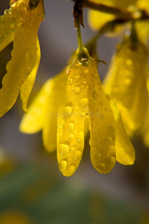 Yellow catkins stock image. Image of abstract, botanical - 11238525