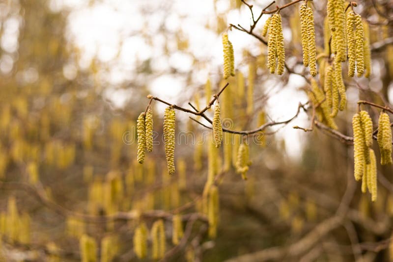 Catkins Hanging from a California Hazel Tree Stock Photo - Image of ...