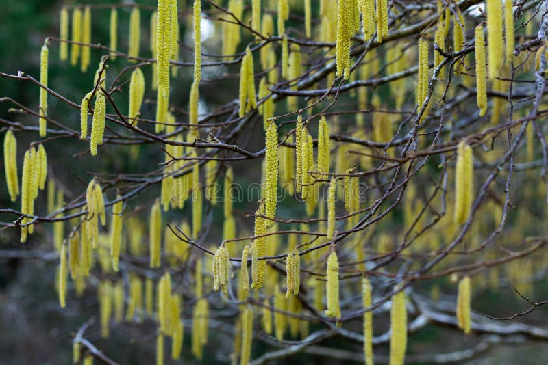 Yellow Catkins Hanging in a Tree Texture Stock Photo - Image of park ...