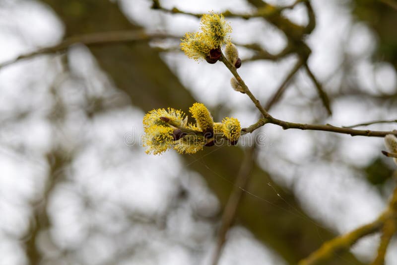 Yellow Catkins on Tree Branch in Spring Stock Photo - Image of leaf ...