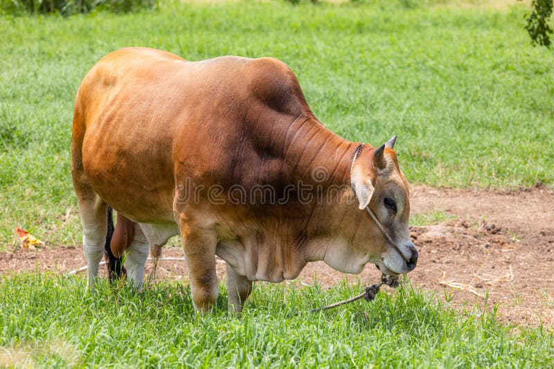 Yellow cattle in farm stock image. Image of grazing - 252701231