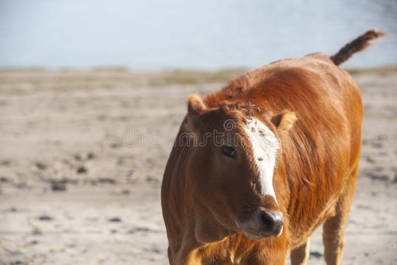 A yellow ox stock photo. Image of docile, cattle, beefsteak - 234493338