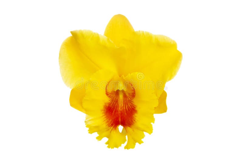 Yellow Cattleya Orchid Flower Isolated on White Background with ...