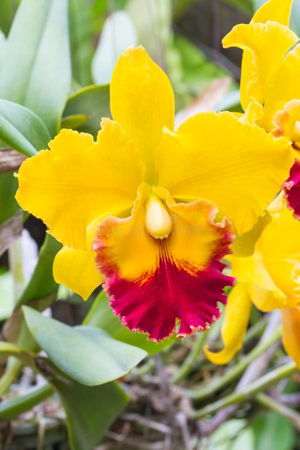 Yellow cattleya orchid stock image. Image of orchid, tropical - 36438489
