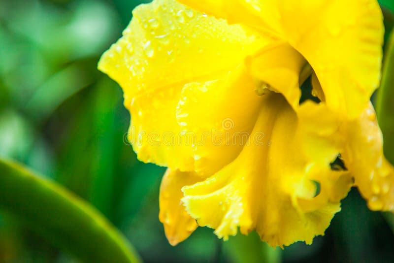 Yellow cattleya orchid stock photo. Image of plant, flower - 102452684