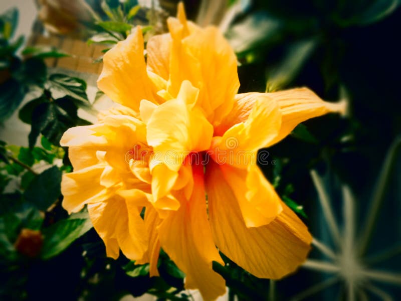 Flower Of A Cayenne Pepper Plant Capsicum Annuum Stock Photo - Image of ...