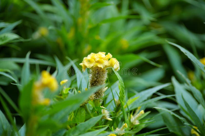 Cockscomb Blossom in the Garden Stock Image - Image of plant, cristata ...