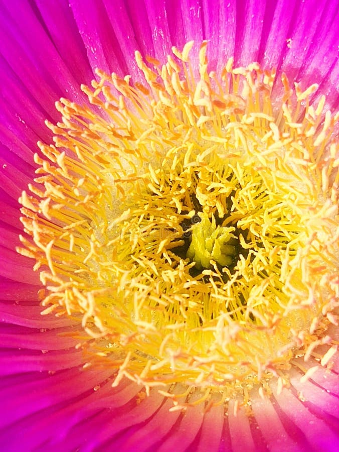 Rose Follower Stock Photos - Free & Royalty-Free Stock Photos from ...