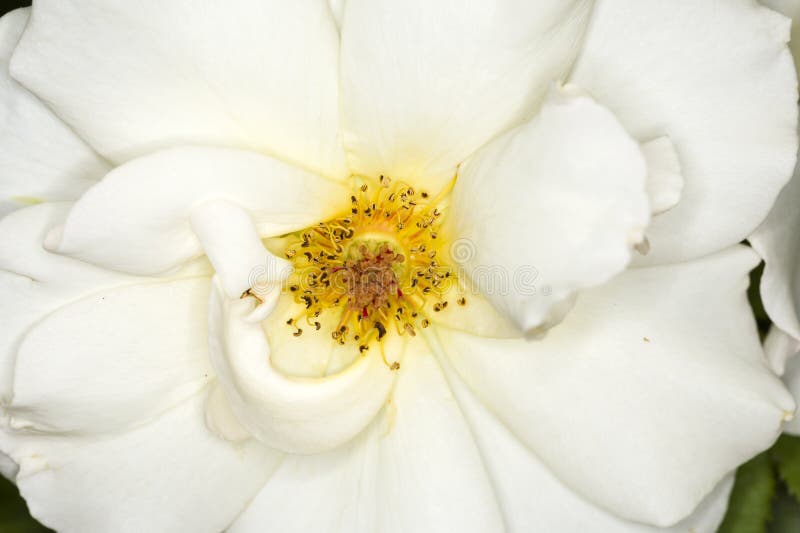 Yellow Center of a White Rose with Orange Parts Stock Image - Image of ...