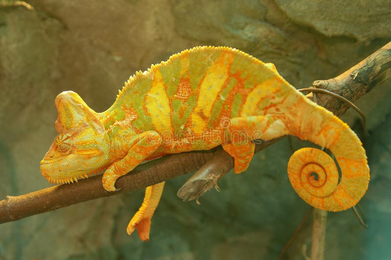 Yellow chameleon on branch stock image. Image of latent - 28501867