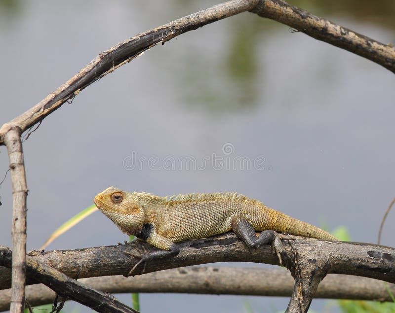 Yellow Chameleon stock photo. Image of yellow, lizard - 46836998