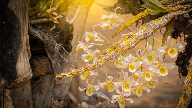 Yellow Champa on Tree Blurred Stock Image - Image of fragrance, nature ...