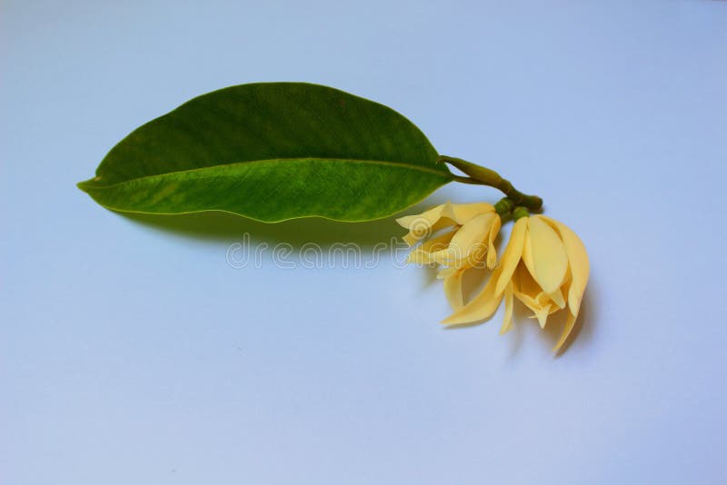 Yellow champaka flowers stock image. Image of yellow - 43307329