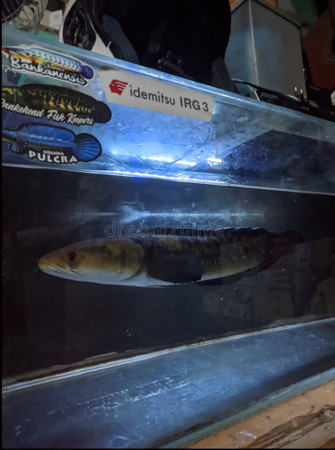 Yellow Chana Fish in the Aquarium Editorial Stock Image - Image of ...