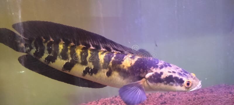 Chana Maru Stock Photos - Free & Royalty-Free Stock Photos from Dreamstime