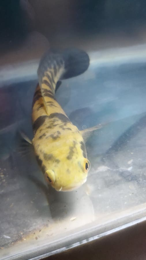 Yellow channa marulioides stock photo. Image of maru - 329308498