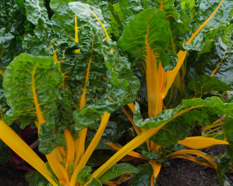 Yellow Chard growing stock photo. Image of farming, chard - 260195244