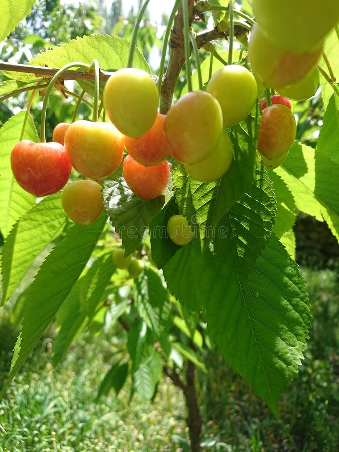 Yellow Charry on Branch in the Garden Green Leaves. Stock Photo - Image ...