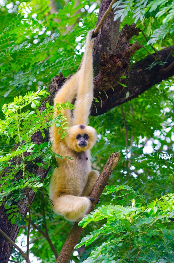 Yellow Cheeked Gibbon on Tree Stock Photo - Image of outdoors, hang ...