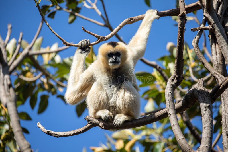 Yellow Cheeked Gibbon in a Tree Top Stock Image - Image of female ...