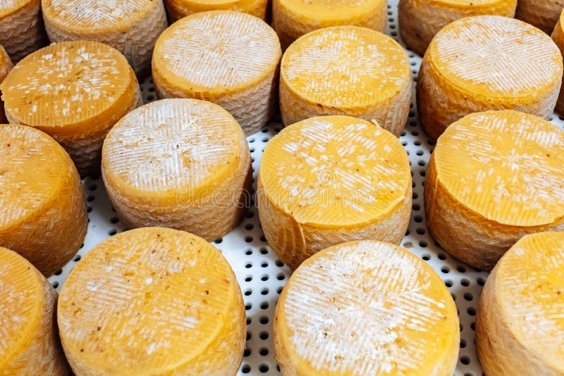 Yellow Cheese Heads at the Storage during the Cheese Aging Process ...