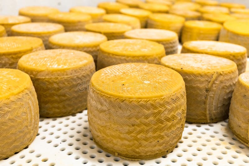 Yellow Cheese Wheels at the Storage during the Cheese Aging Process ...