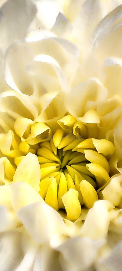 Yellow cherish stock image. Image of petal, fruit, orange - 267151153