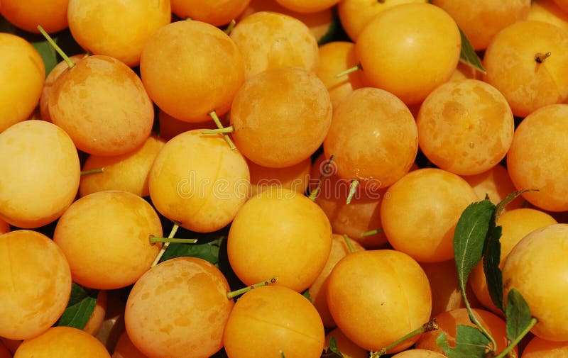 Yellow Cherries stock image. Image of cherries, picked - 21845123