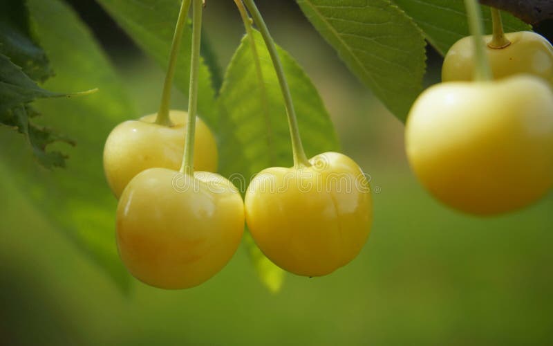 Yellow cherries stock image. Image of hanging, closeup - 118266613