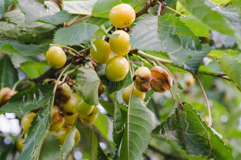 Yellow Cherries on Tree with Leaves. Stock Image - Image of leaves ...