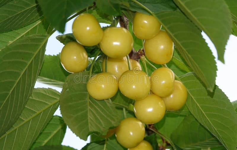 Yellow Cherry Berries on a Branch Stock Photo - Image of green, bunch ...