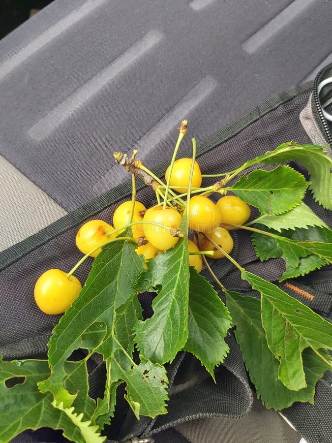 Yellow Cherry Tasty Fresh Fruit Stock Image - Image of fruit, cherry ...