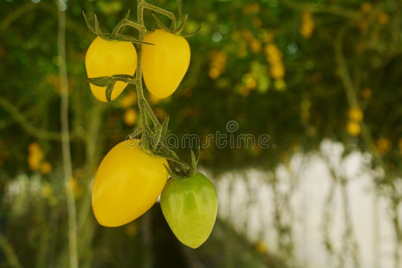 Yellow Cherry Tomatoes on the Tree Stock Image - Image of farming ...