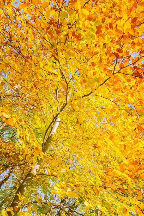 Yellow Cherry Tree in Autumn Park Stock Image - Image of autumn ...
