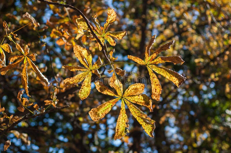Yellow chestnut leaves stock image. Image of colorful - 78268569