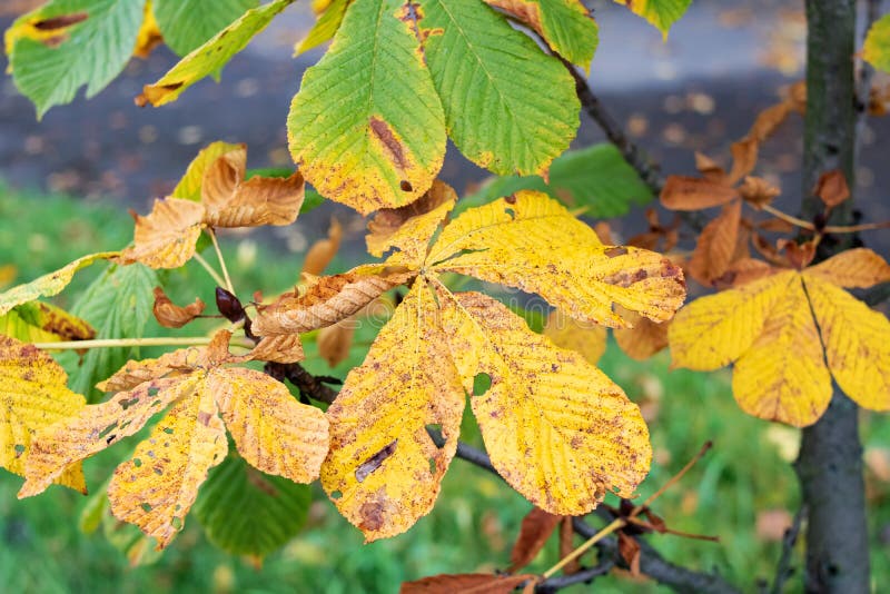 Yellow Chestnut Leaves on a Tree Branch Stock Photo - Image of ...