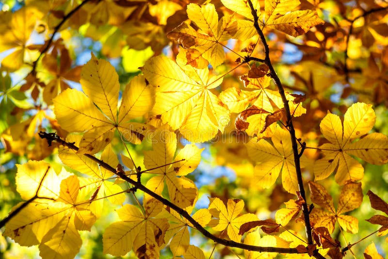 Yellow Chestnut Leaves on a Tree in the Park, Background. Stock Photo ...