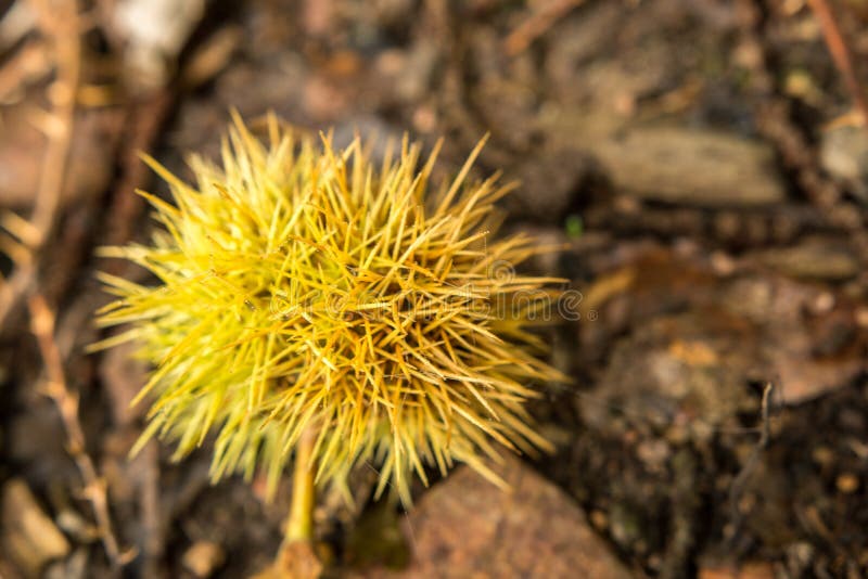 Yellow chestnut stock image. Image of thorny, castanea - 78890203
