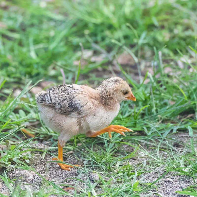 Yellow chick, a baby stock image. Image of beak, little - 254261527