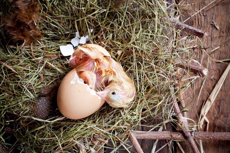 Baby Chick Coming Out of Egg Stock Image - Image of macro, yellow: 20441543
