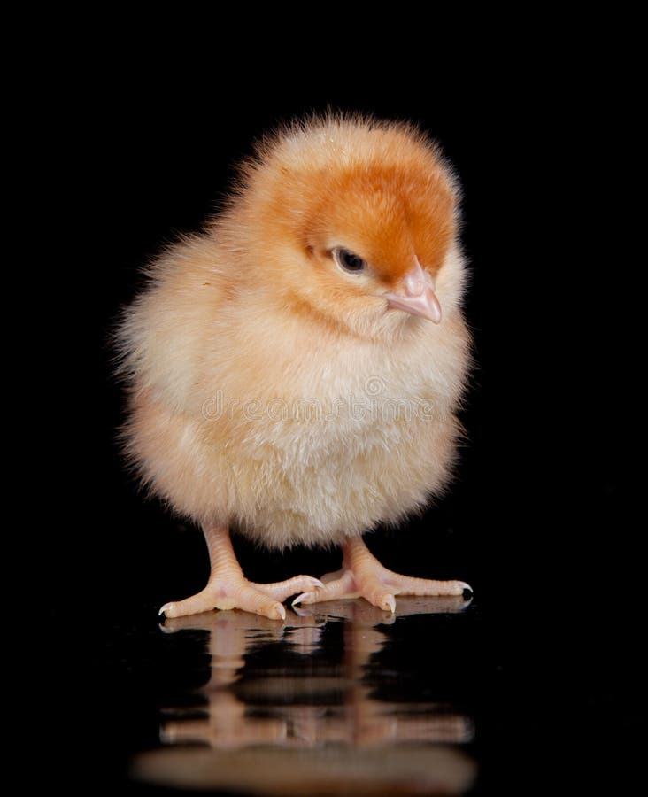 Yellow Chick Black Background Stock Photos - Download 2,445 Royalty ...