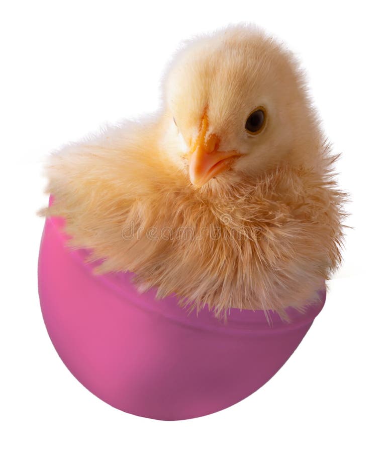 Yellow Chick Coming Out of a Pink Plastic Easter Egg Stock Photo ...