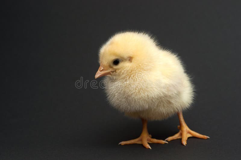 53,469 Yellow Chick Stock Photos - Free & Royalty-Free Stock Photos ...