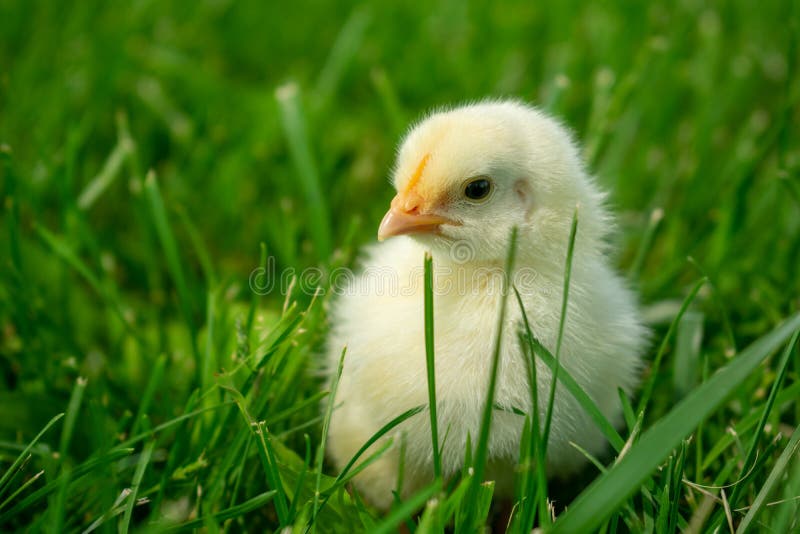 A Yellow Chick in the Grass Stock Image - Image of happy, lawn: 184373707