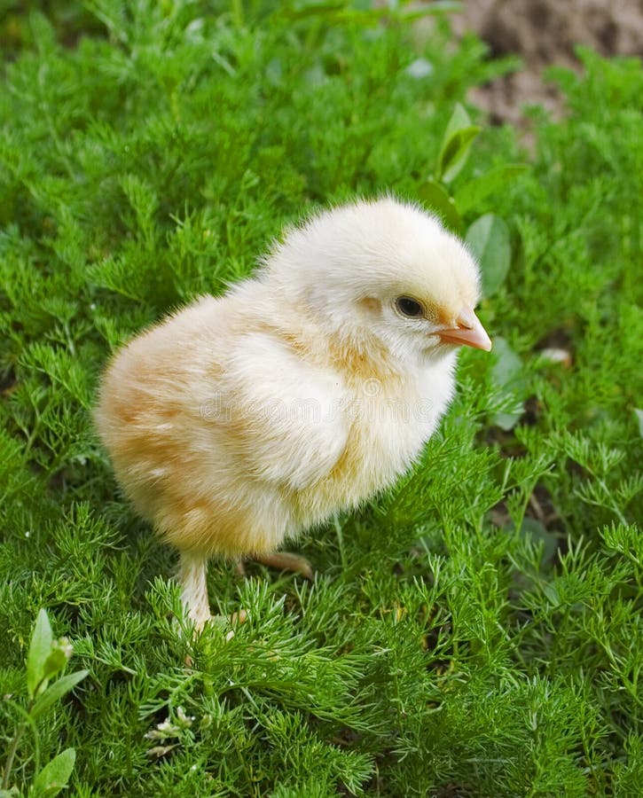 Yellow Chick on Green Grass Stock Image - Image of season, chicken: 1952523