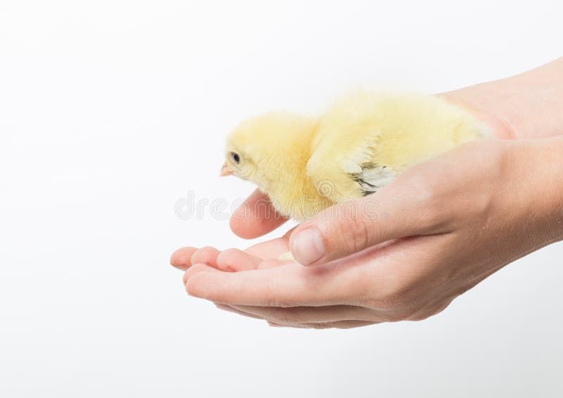 Yellow Chick on Human Hands Stock Photo - Image of fluffy, farmer: 86091358