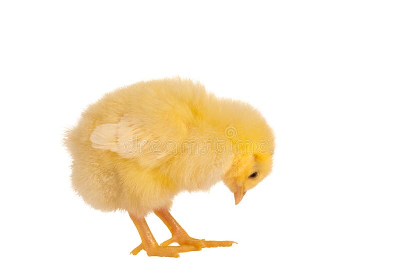 Yellow chick birth stock image. Image of chick, little - 20731533