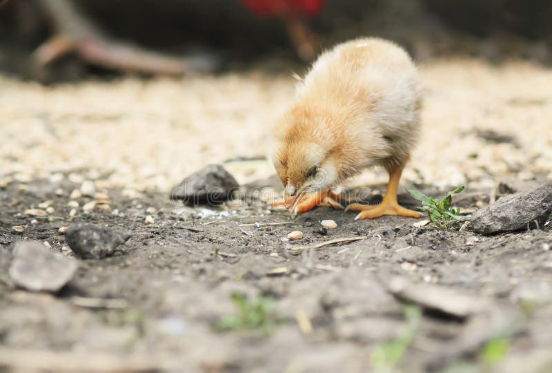 Yellow Chick Pecks the Grain in the Yard Stock Photo - Image of fluffy ...