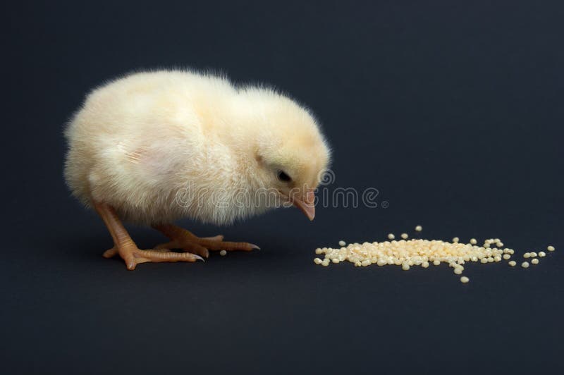 Chick pecks stock image. Image of bird, born, livestock - 32269631