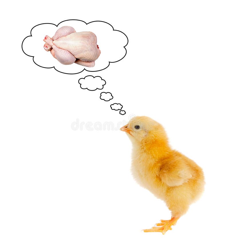 Chick new born stock photo. Image of parental, nurturing - 840740